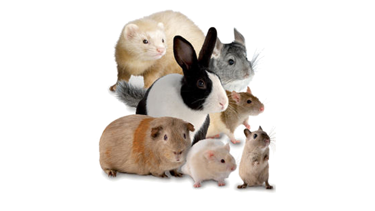 Small Animals – Page 2 – Whitton Pet Centre